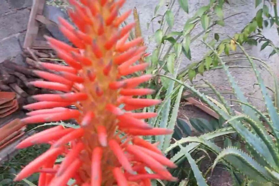 Babosa raramente floresce! quando floresce veja o significado!